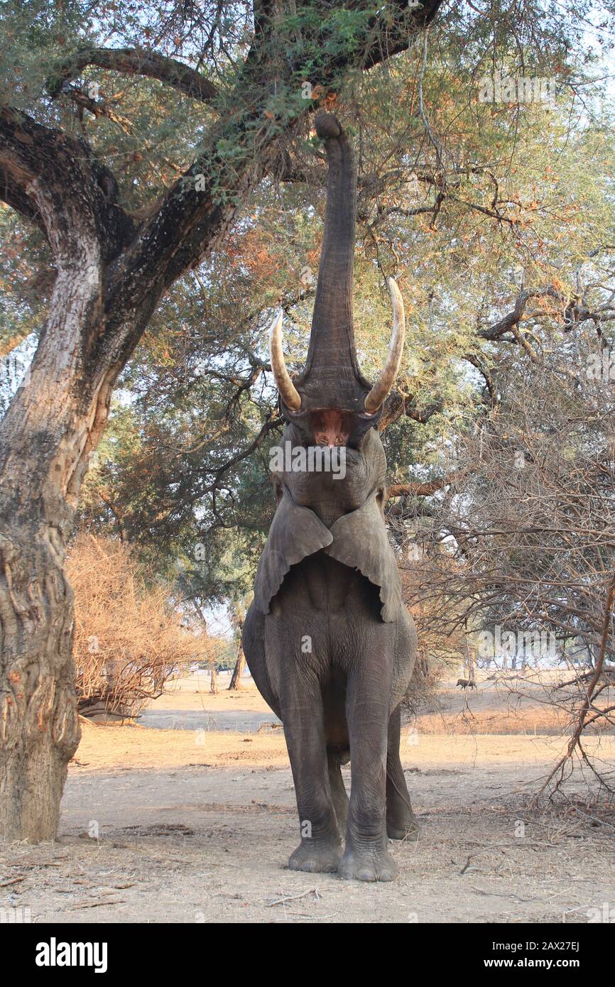 Zimbabwe Elephants, Wildlife in the Zambezi Valley Stock Photo - Alamy