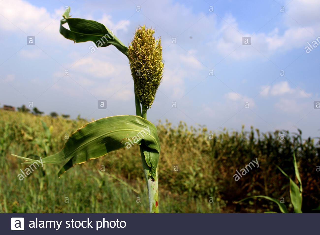 Sorghum Fodder Crop High Resolution Stock Photography and Images - Alamy