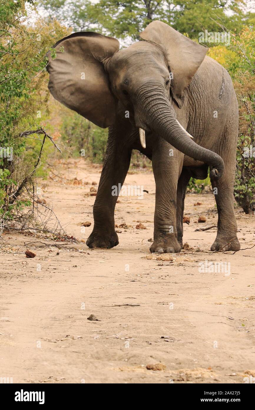 Zimbabwe Elephants, Wildlife in the Zambezi Valley Stock Photo - Alamy