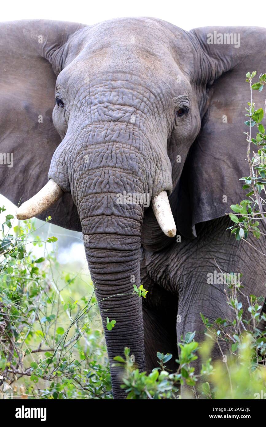 Zimbabwe Elephants, Wildlife in the Zambezi Valley Stock Photo - Alamy