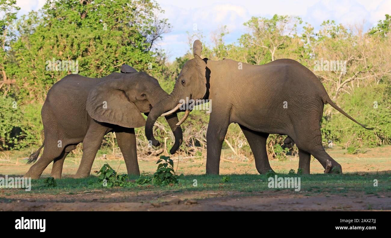 Zimbabwe Elephants, Wildlife in the Zambezi Valley Stock Photo - Alamy