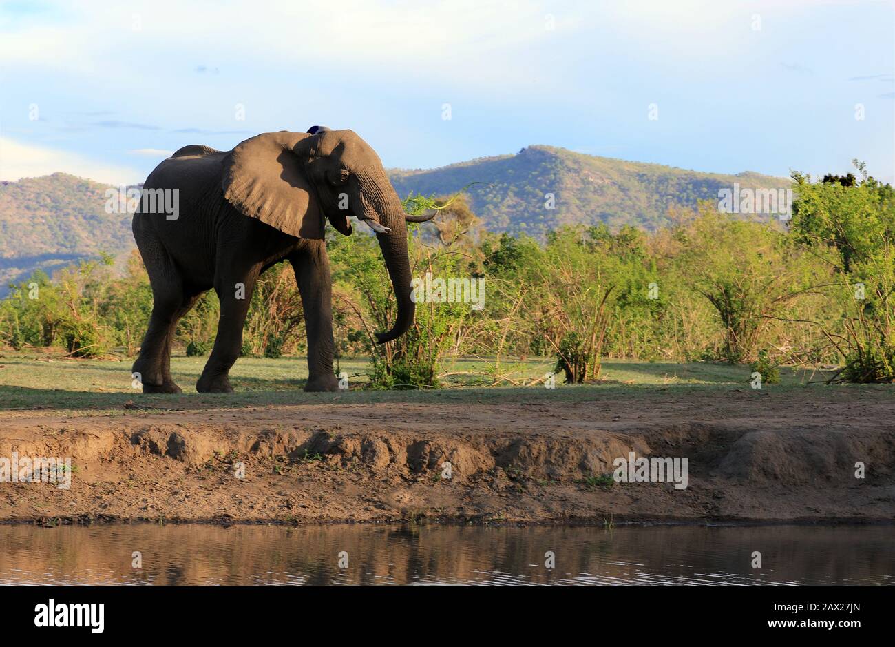 Zimbabwe Elephants, Wildlife in the Zambezi Valley Stock Photo - Alamy