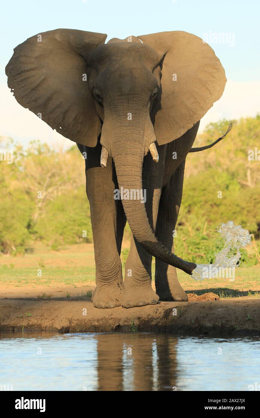 Zimbabwe Elephants, Wildlife in the Zambezi Valley Stock Photo - Alamy