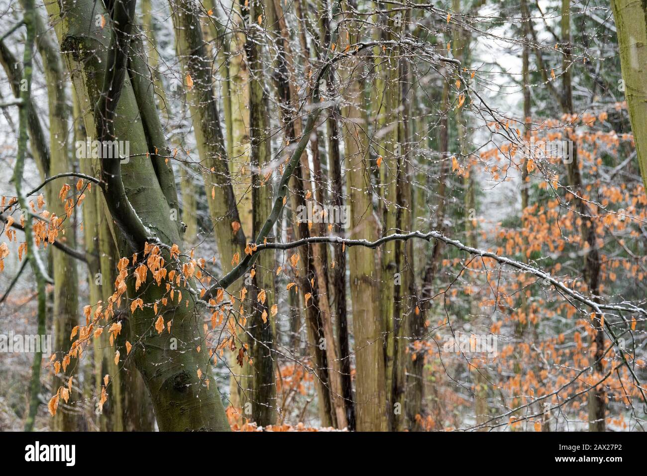 Snow falling at Colwick Country Park, Nottingham England UK Stock Photo ...