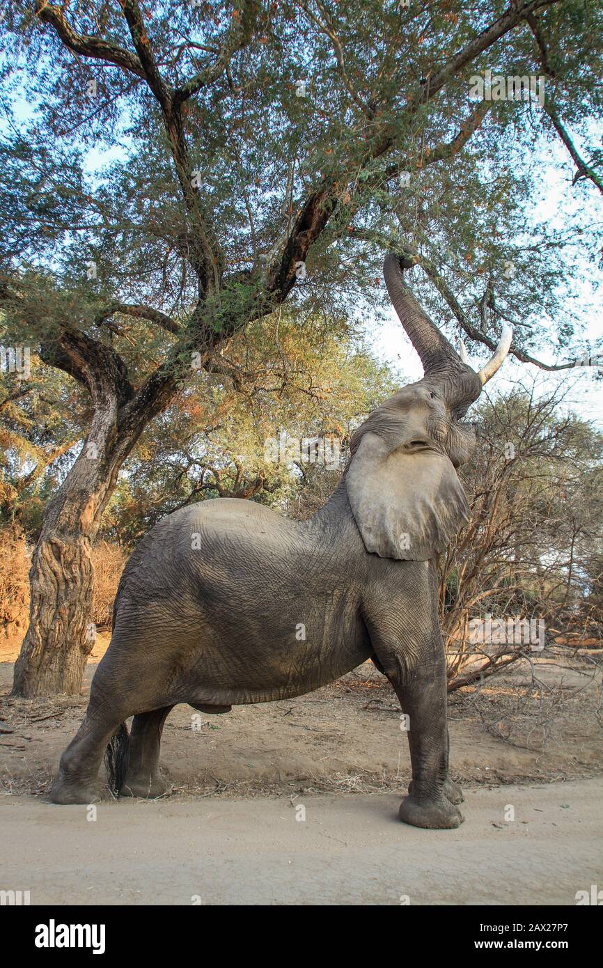 Zimbabwe Elephants, Wildlife in the Zambezi Valley Stock Photo - Alamy