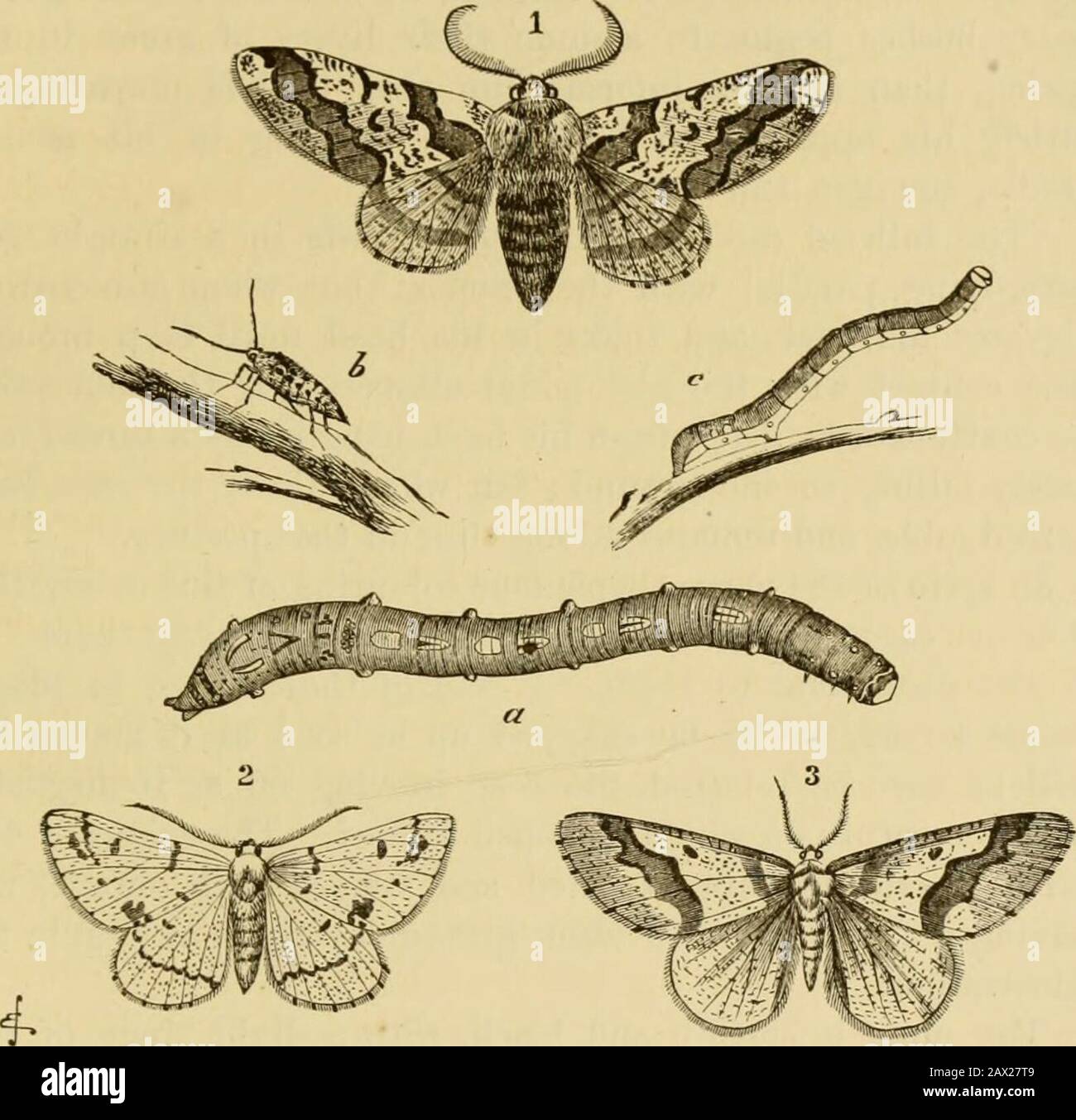Uncertain Moth High Resolution Stock Photography and Images - Alamy