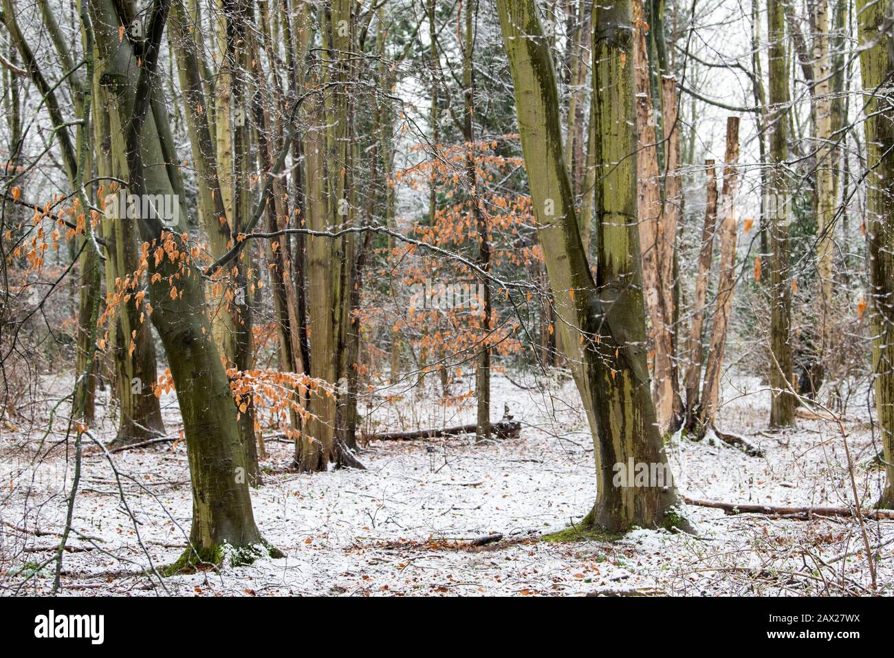 Snow falling at Colwick Country Park, Nottingham England UK Stock Photo ...