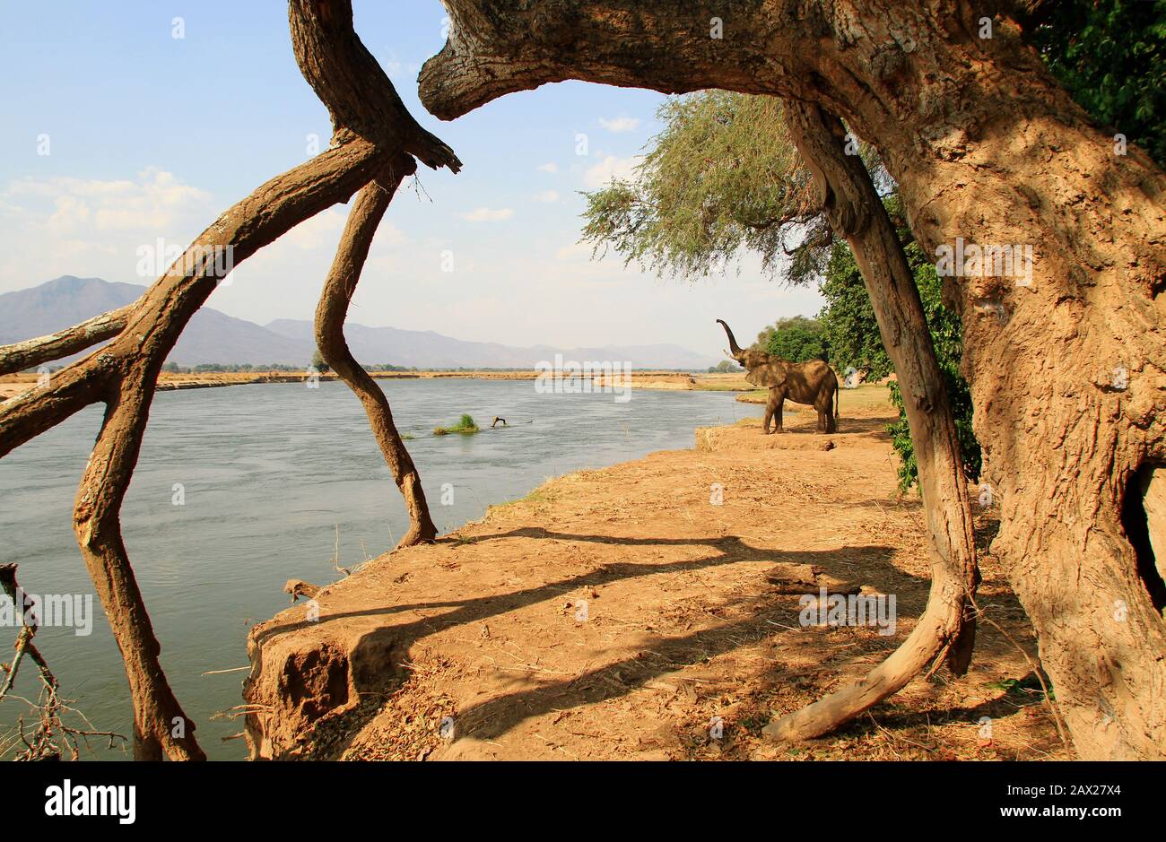 Zimbabwe Elephants, Wildlife in the Zambezi Valley Stock Photo - Alamy