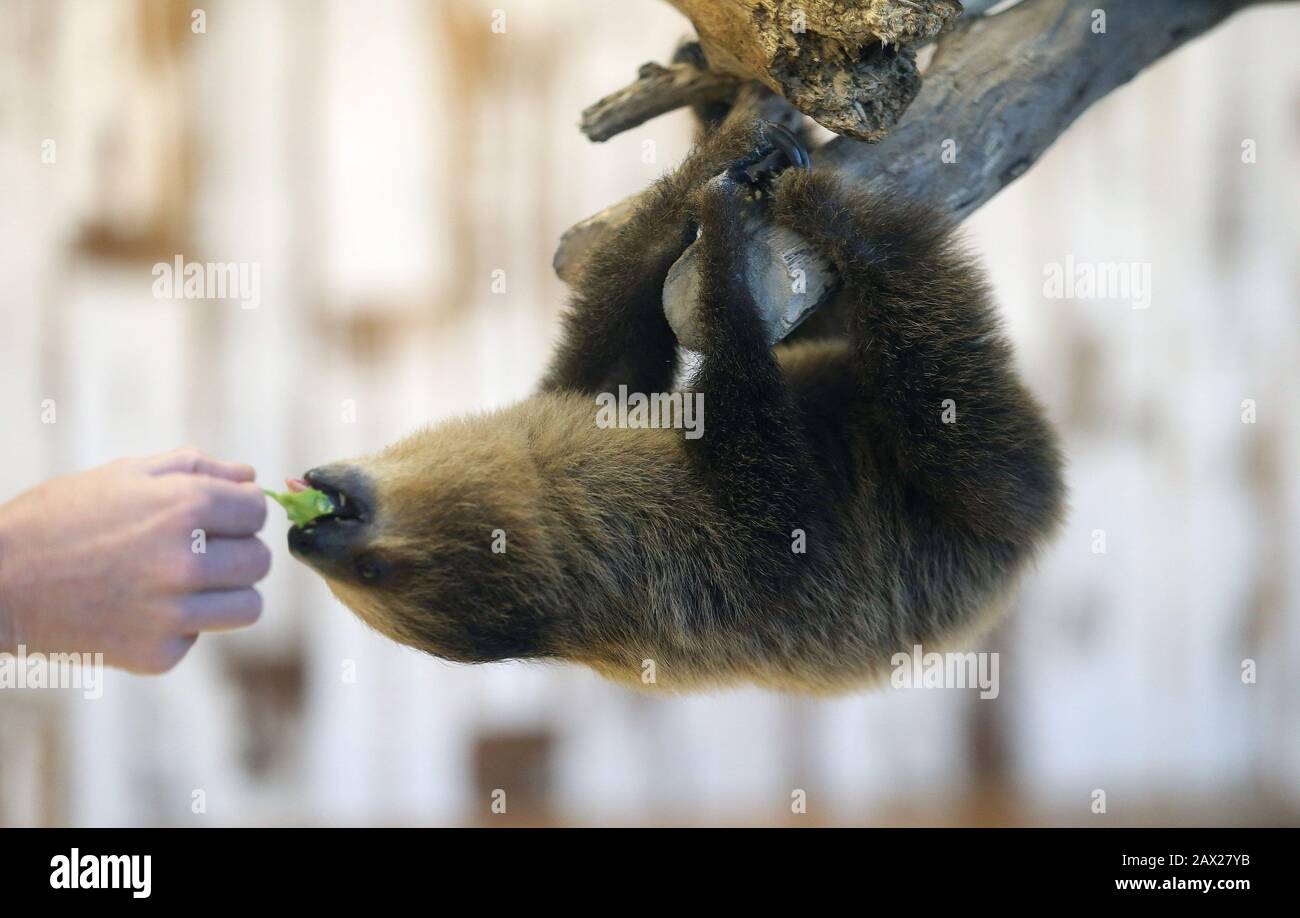St. Louis, United States. 10th Feb, 2020. Coconut the sloth, takes food ...