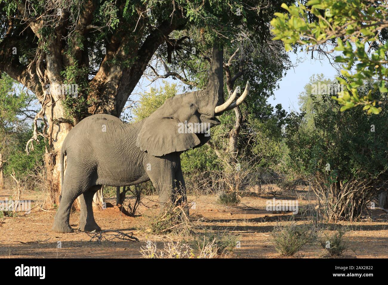 Zimbabwe Elephants, Wildlife in the Zambezi Valley Stock Photo - Alamy