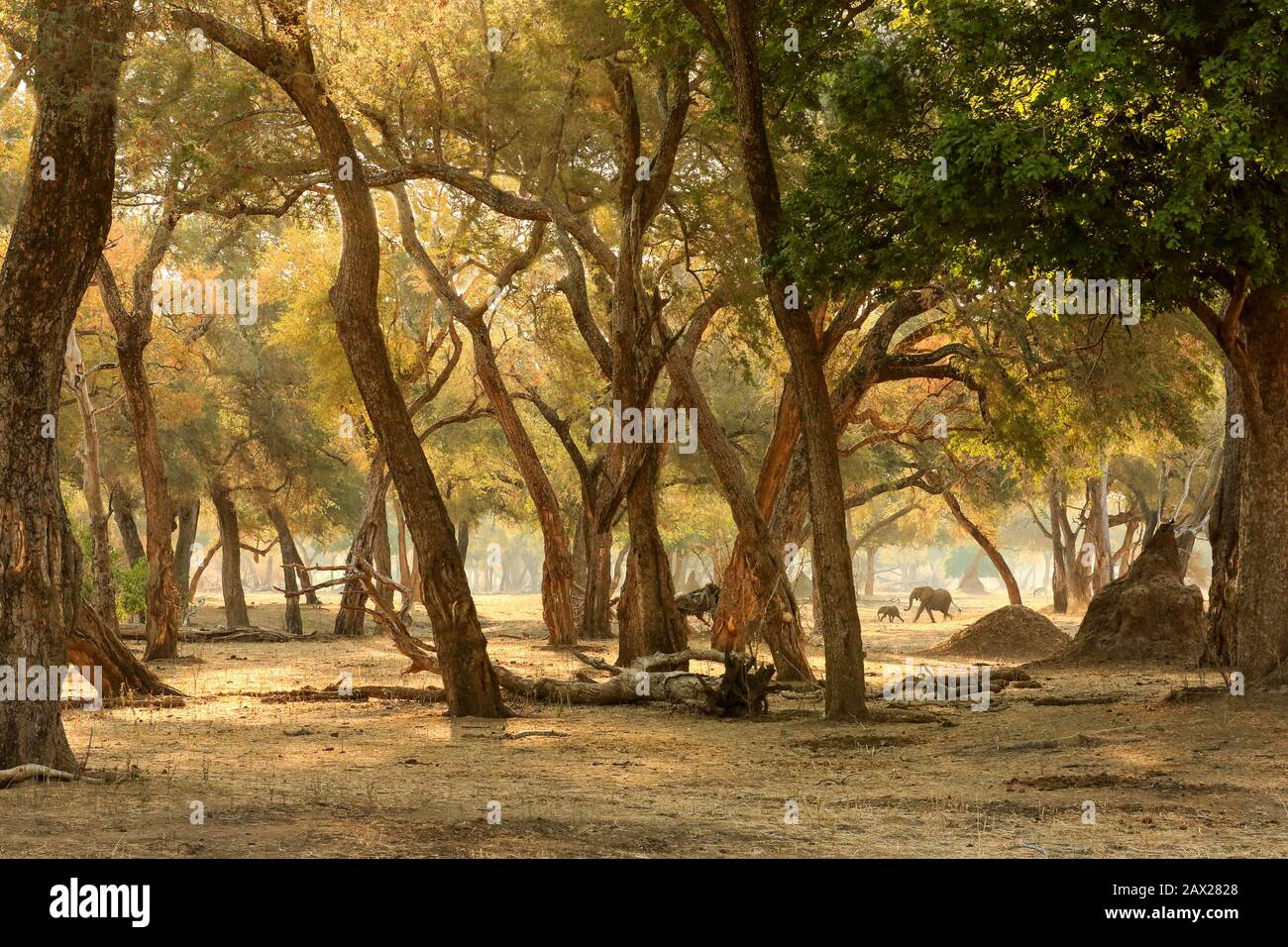 Zimbabwe Elephants, Wildlife in the Zambezi Valley Stock Photo - Alamy