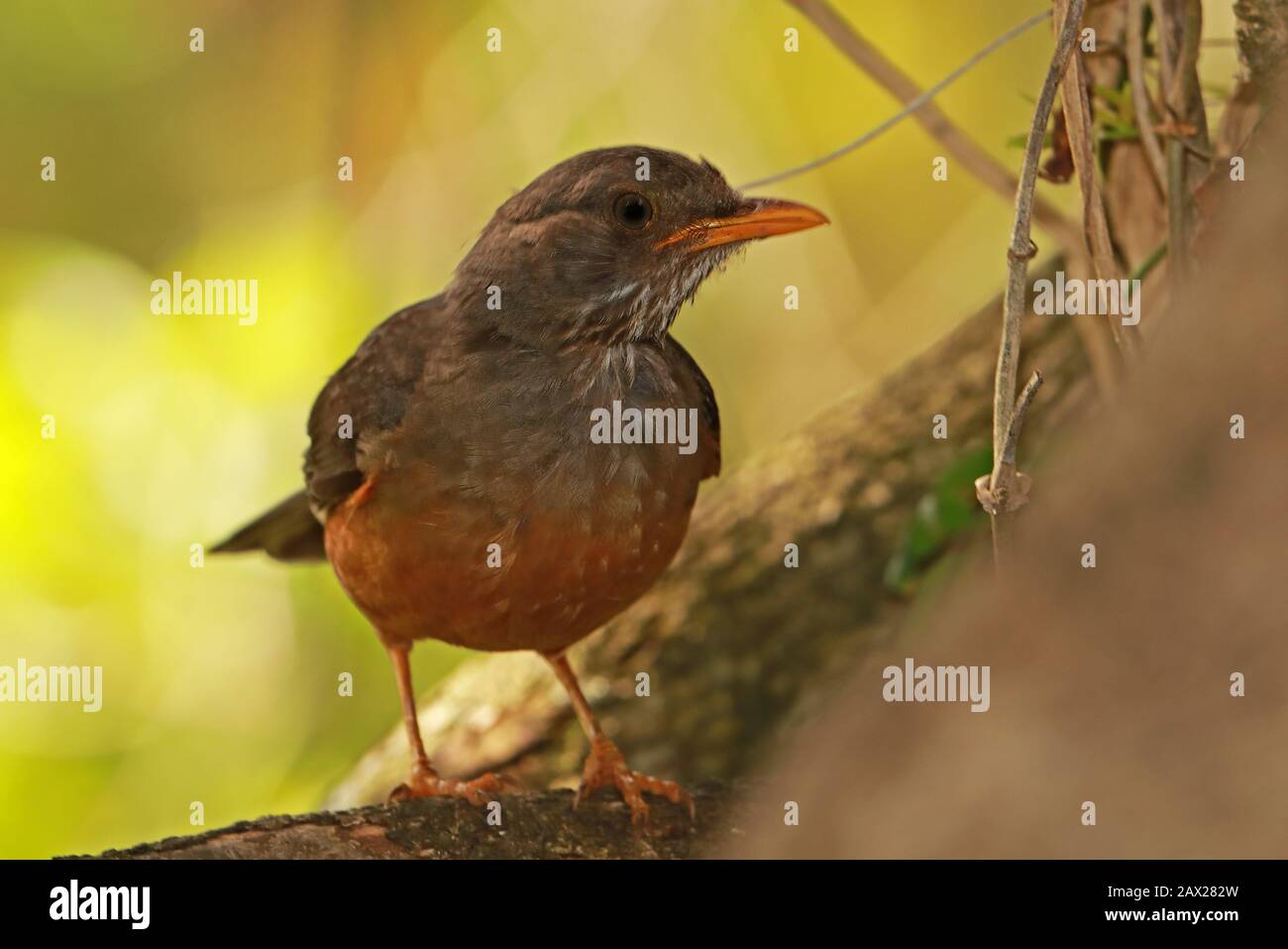 Olive thrush hi-res stock photography and images - Alamy
