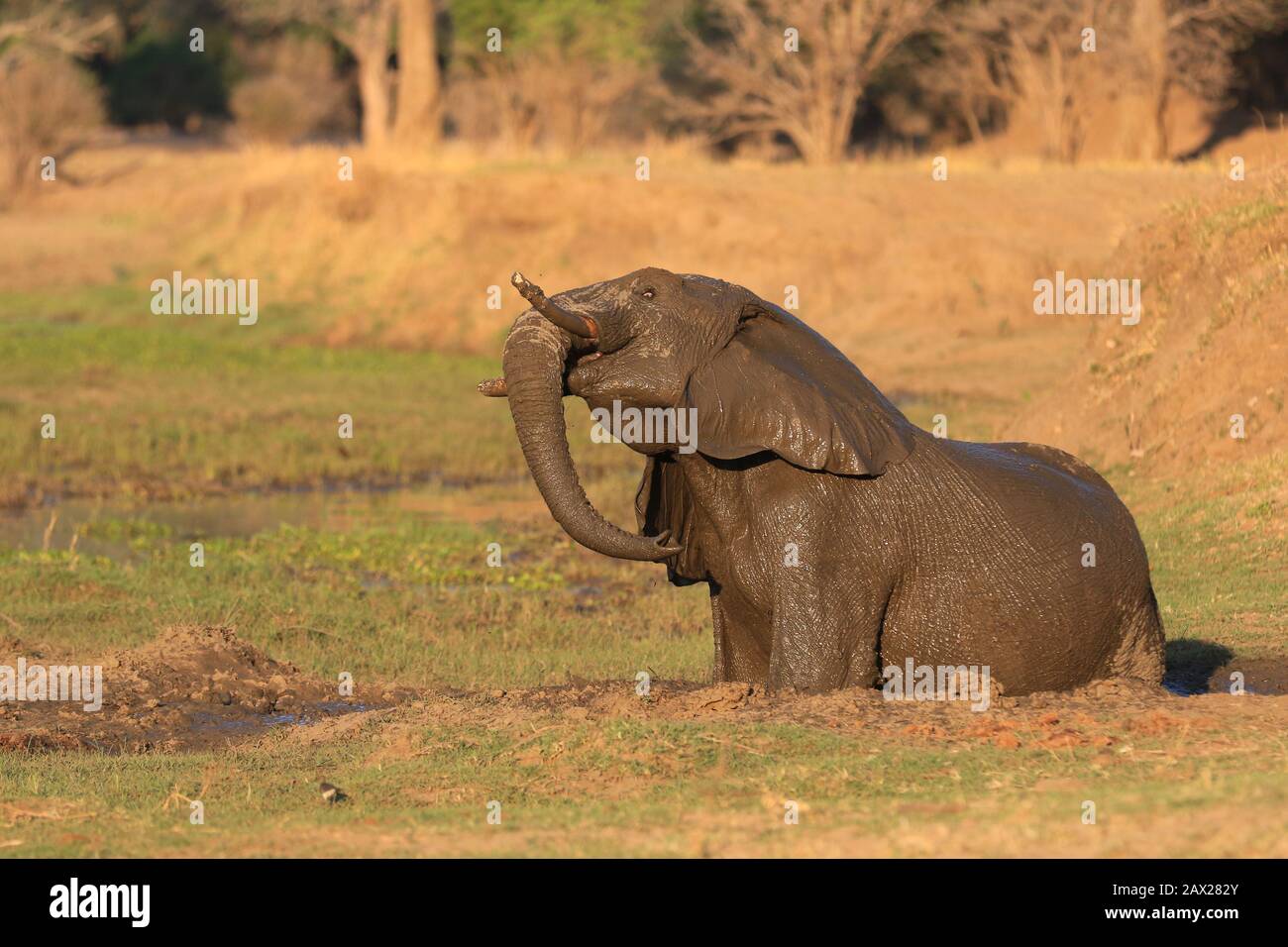 Elephants wildlife hi-res stock photography and images - Alamy