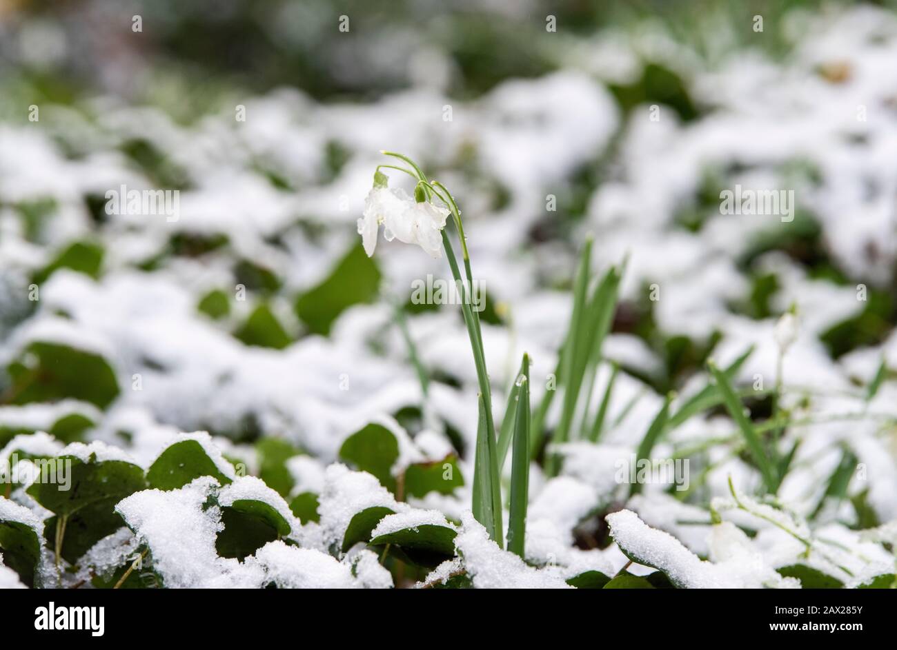 Snowdrops covered in snow at Colwick Country Park, Nottingham England ...