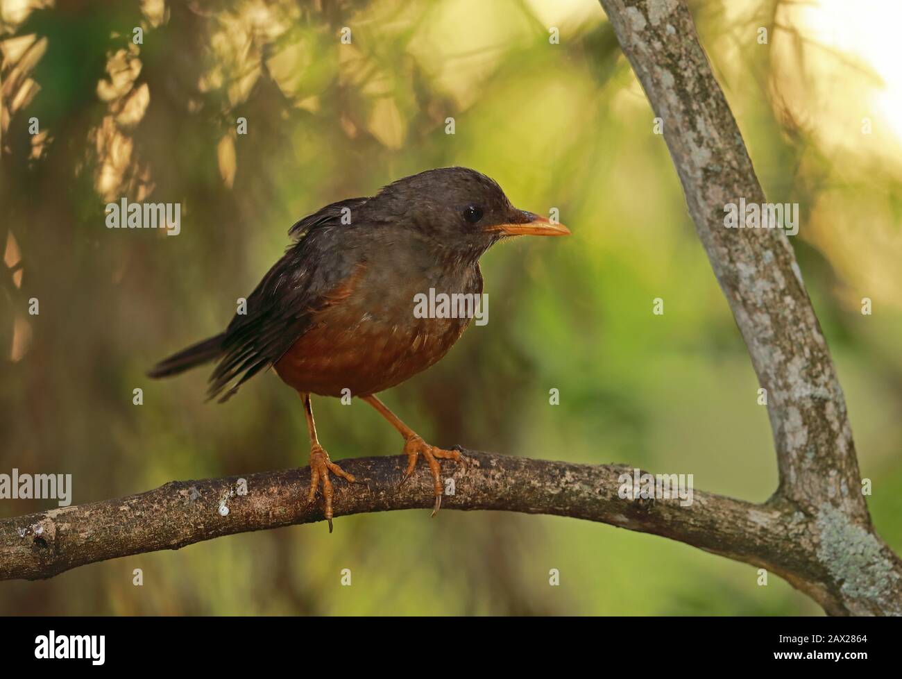 Olive thrush hi-res stock photography and images - Alamy