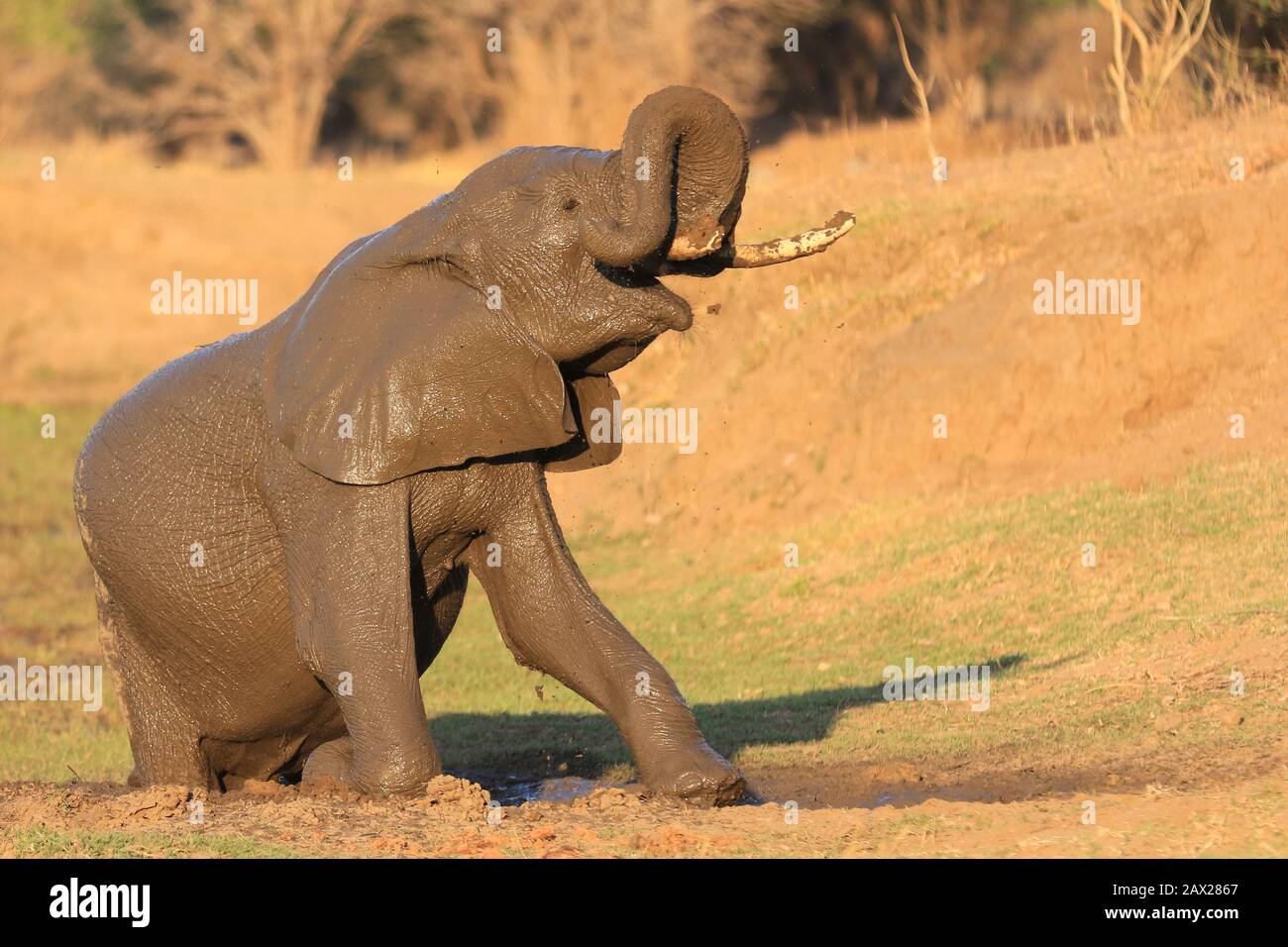 Zimbabwe Elephants, Wildlife in the Zambezi Valley Stock Photo - Alamy