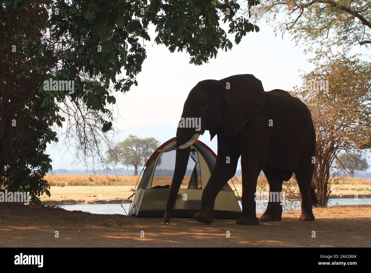 Zimbabwe Elephants, Wildlife in the Zambezi Valley Stock Photo - Alamy