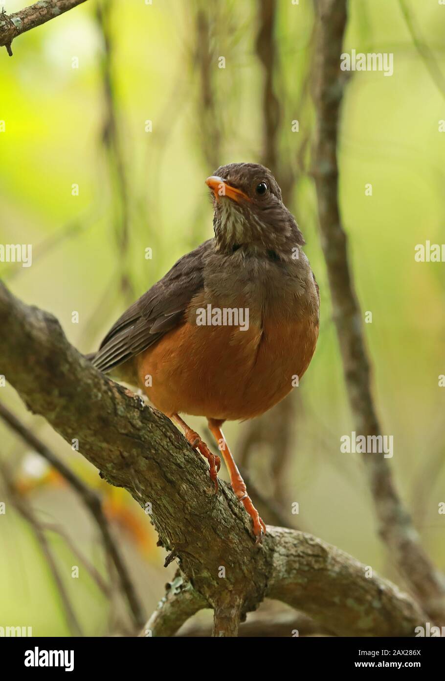 Olive thrush hi-res stock photography and images - Alamy