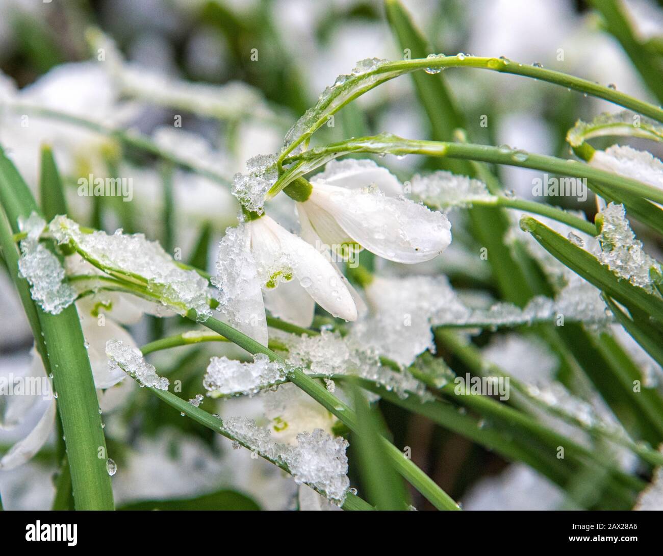 Snowdrops covered in snow at Colwick Country Park, Nottingham England ...