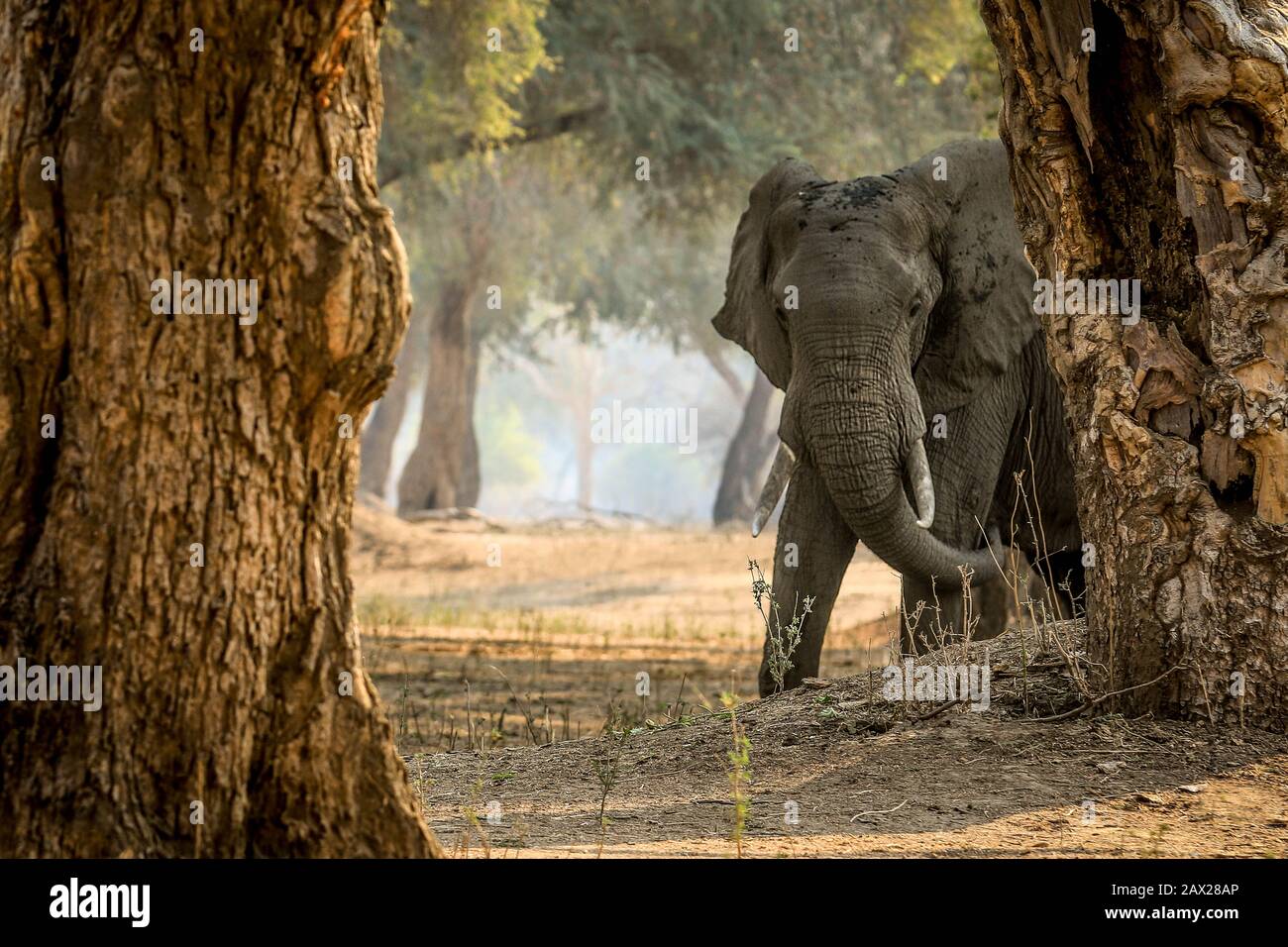 Zimbabwe Elephants, Wildlife in the Zambezi Valley Stock Photo - Alamy