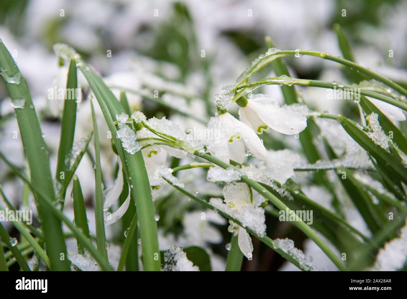Snowdrops covered in snow at Colwick Country Park, Nottingham England ...