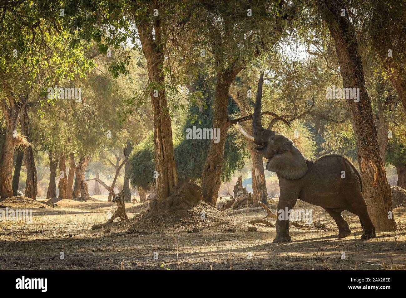Zimbabwe Elephants, Wildlife in the Zambezi Valley Stock Photo - Alamy