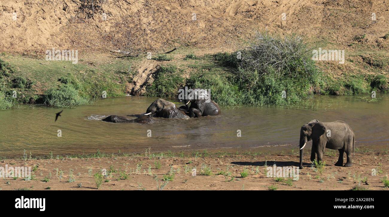 Zimbabwe Elephants, Wildlife in the Zambezi Valley Stock Photo - Alamy