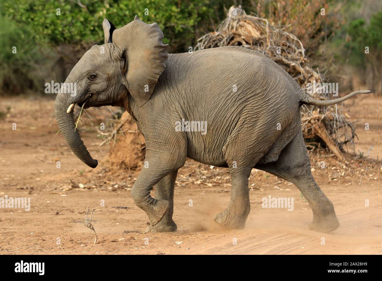 Zimbabwe Elephants, Wildlife in the Zambezi Valley Stock Photo - Alamy