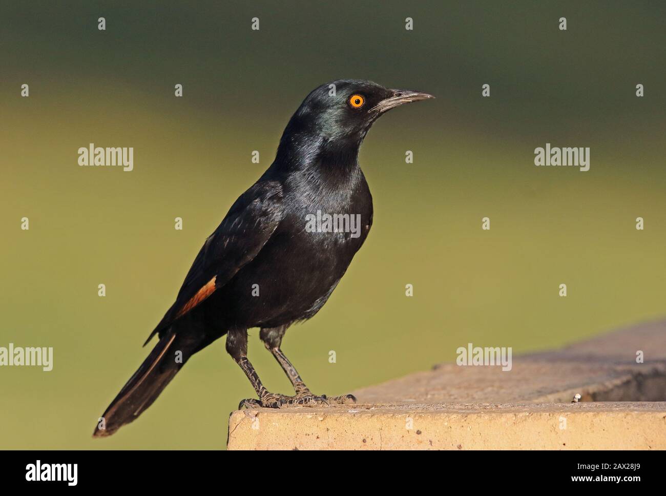 Pale-winged Starling (Onychognathus nabouroup) adult standing on wall ...