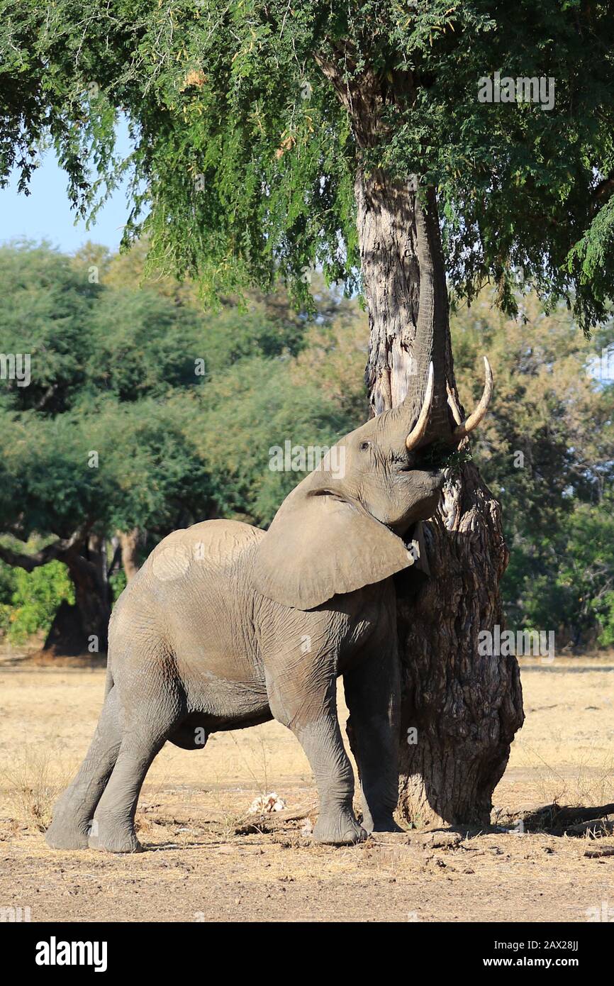 Zimbabwe Elephants, Wildlife in the Zambezi Valley Stock Photo - Alamy