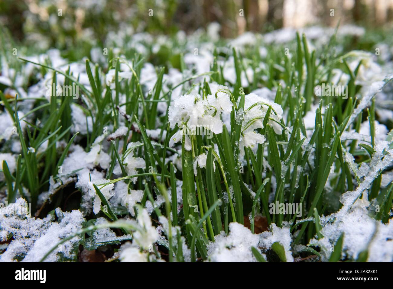 Snowdrops covered in snow at Colwick Country Park, Nottingham England ...
