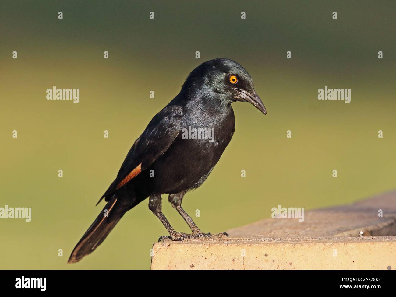 Pale-winged Starling (Onychognathus nabouroup) adult standing on wall ...