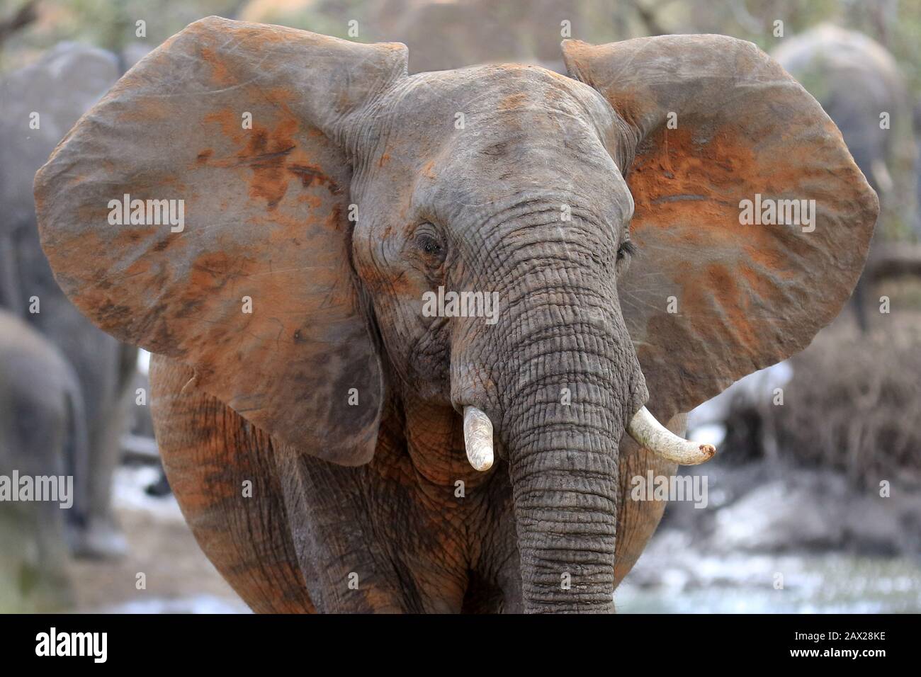Zimbabwe Elephants, Wildlife in the Zambezi Valley Stock Photo - Alamy