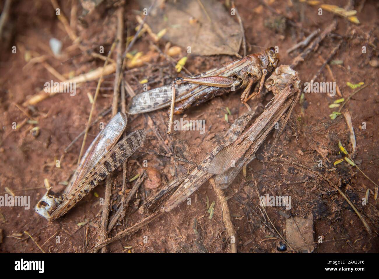 Nairobi, Kenya. 4th Feb, 2020. Dead locusts still litter the ground in ...