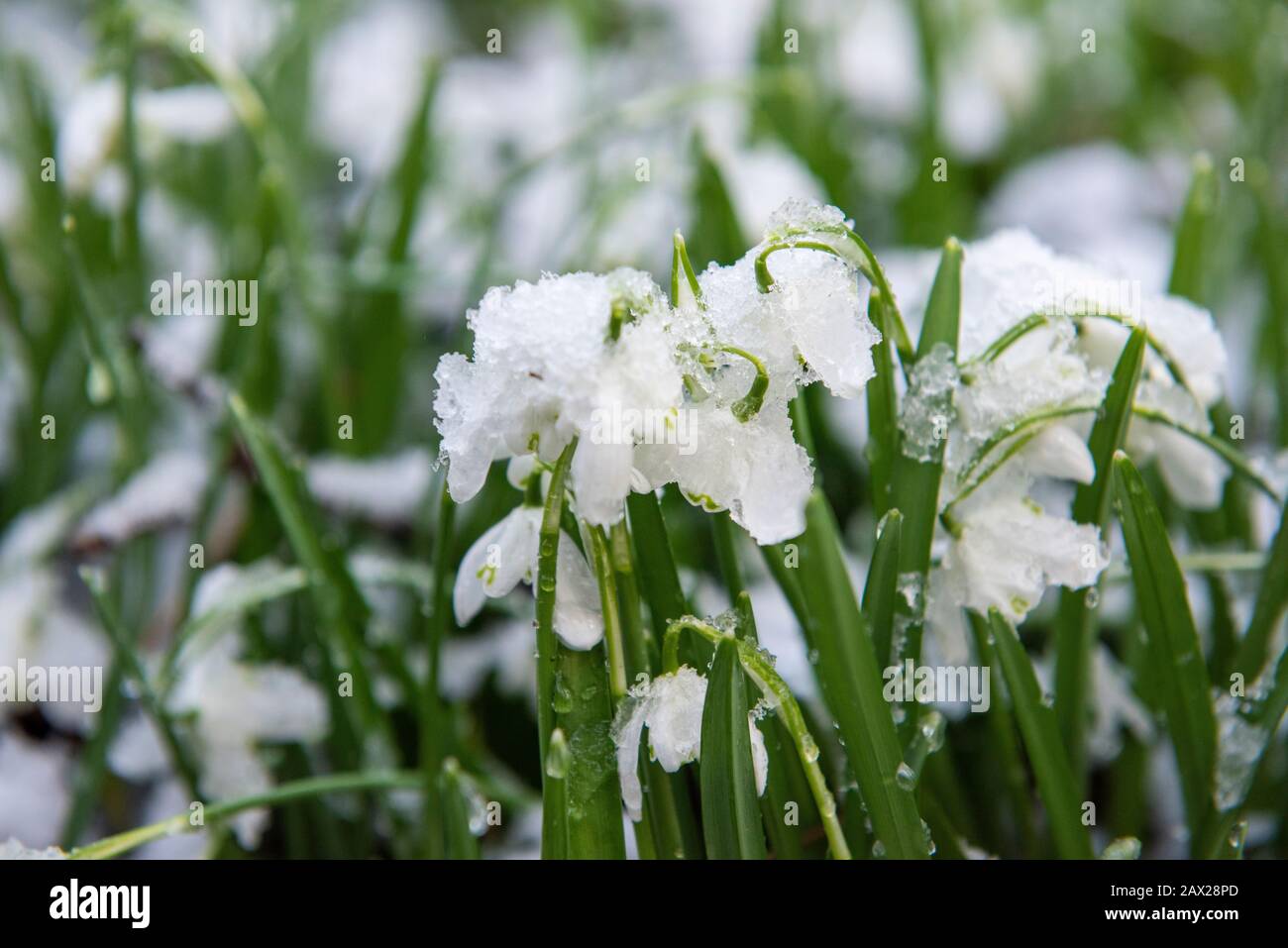 Blanket Of Snowdrops High Resolution Stock Photography and Images - Alamy