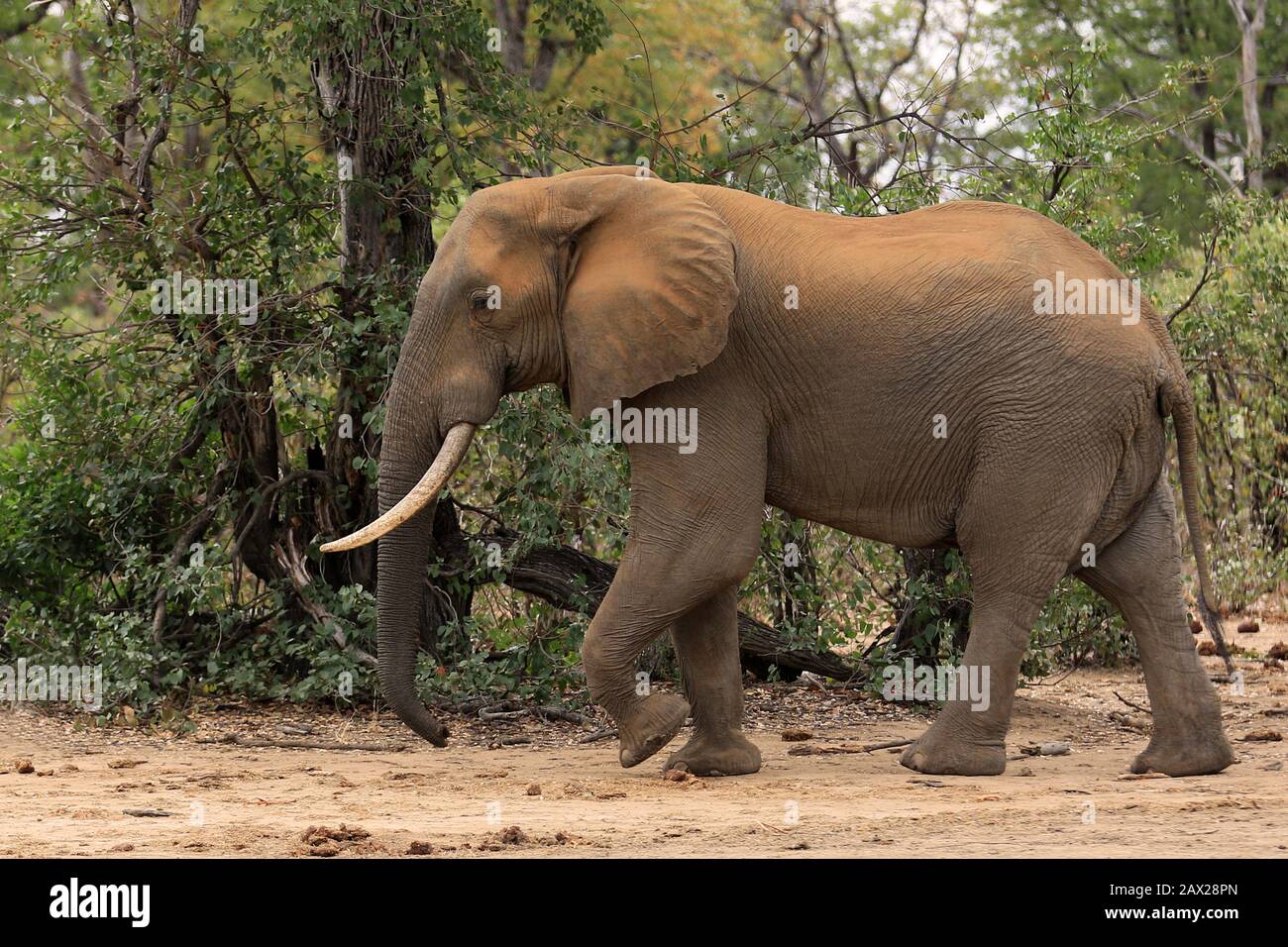Zimbabwe Elephants, Wildlife in the Zambezi Valley Stock Photo - Alamy