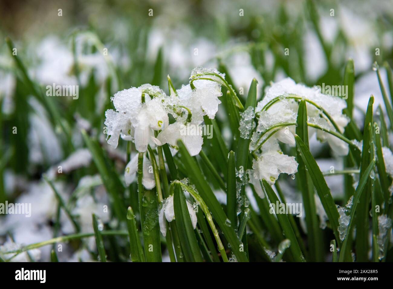 Snowdrops covered in snow at Colwick Country Park, Nottingham England ...