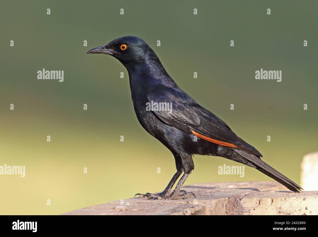 Pale-winged Starling (Onychognathus nabouroup) adult standing on wall ...