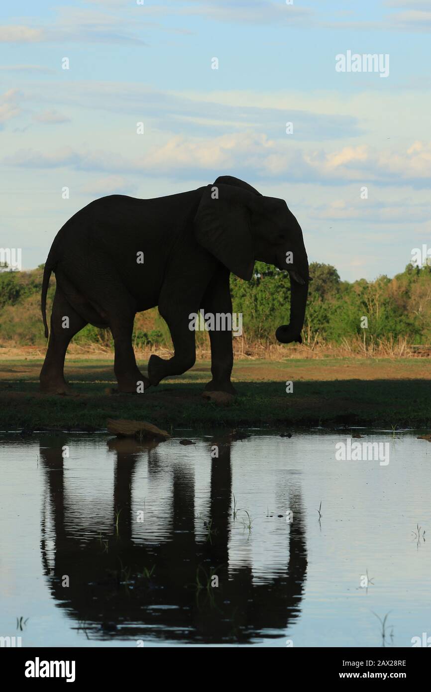 Zimbabwe Elephants, Wildlife in the Zambezi Valley Stock Photo - Alamy