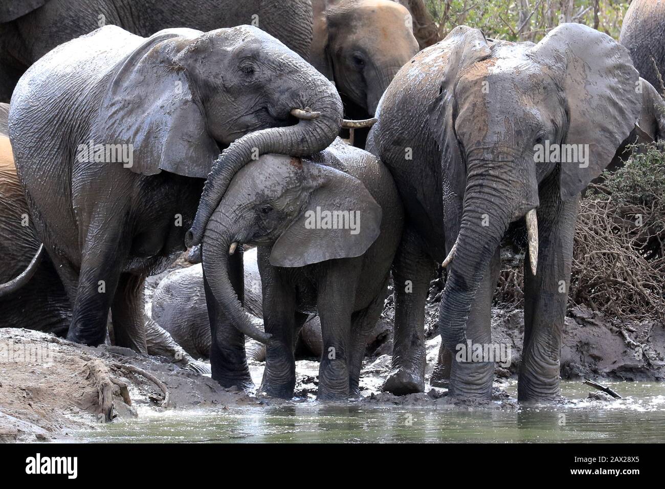 Zimbabwe Elephants, Wildlife in the Zambezi Valley Stock Photo - Alamy