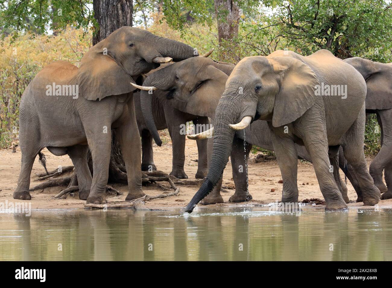Zimbabwe Elephants, Wildlife in the Zambezi Valley Stock Photo - Alamy