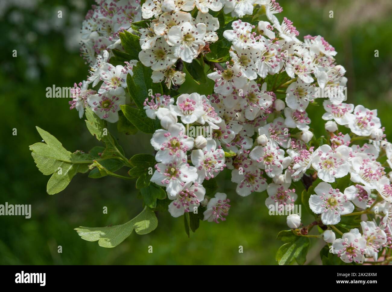 Blossom of the May Tree Stock Photo - Alamy