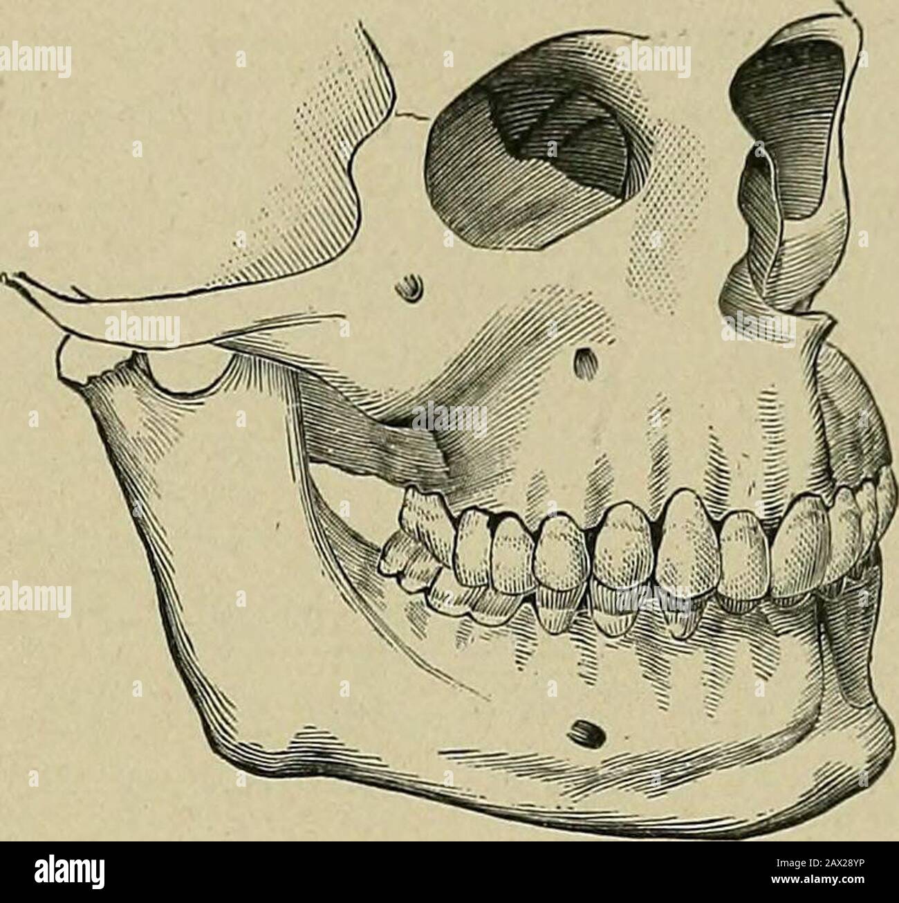 The etiology of osseous deformities of the head, face, jaws and teeth ...