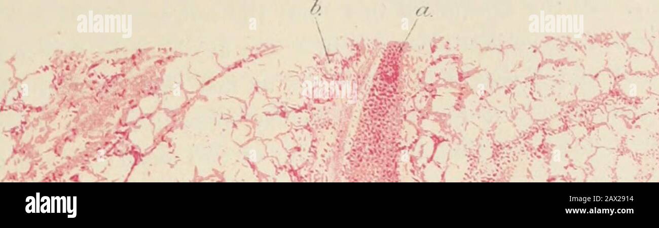 Practical pathology; a manual for students and practitioners . s layer ...