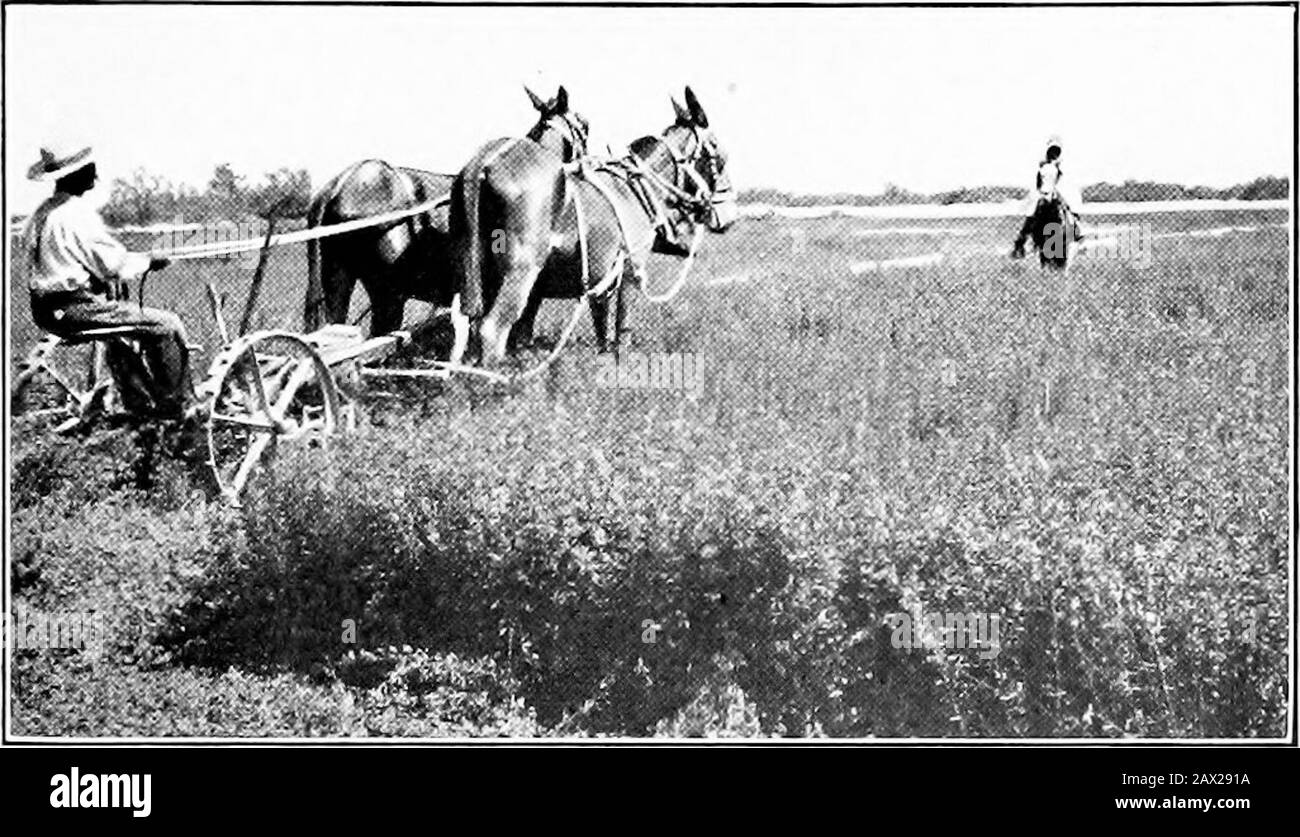 Early spring forage Black and White Stock Photos & Images - Alamy