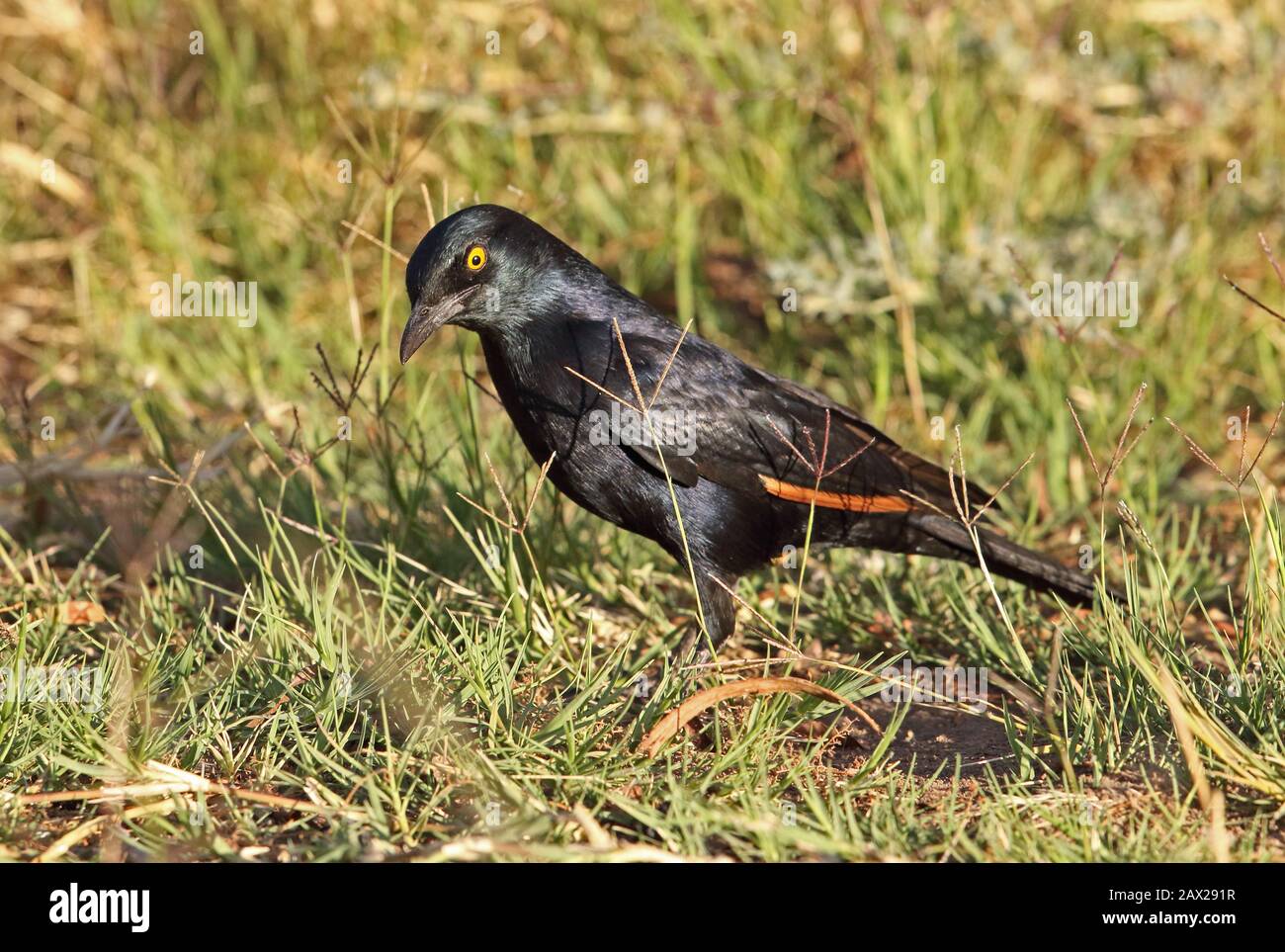 Pale-winged Starling (Onychognathus nabouroup) adult foraging in grass ...
