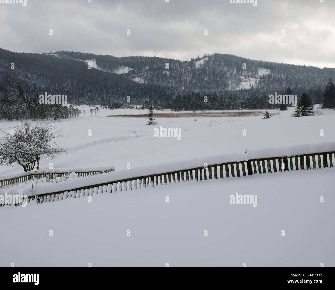 snow covered trees with forest and fences in rural winter landscape in ...