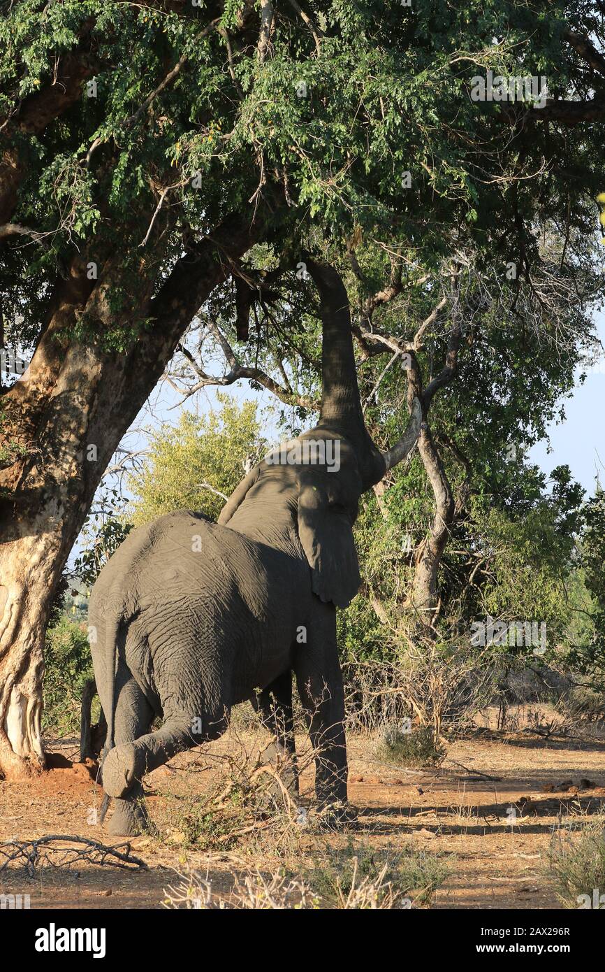 Zimbabwe Elephants, Wildlife in the Zambezi Valley Stock Photo - Alamy