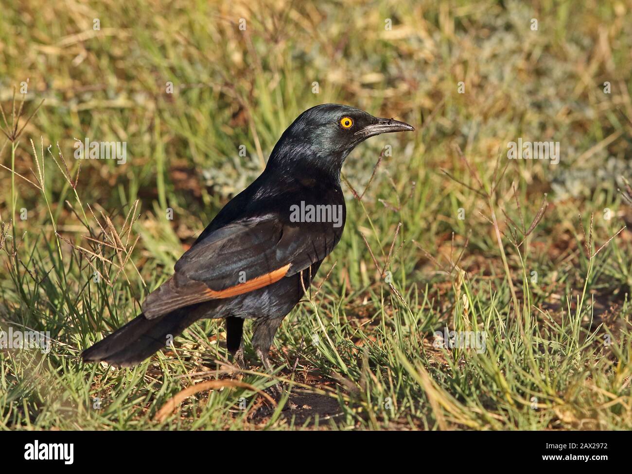 Pale-winged Starling (Onychognathus nabouroup) adult foraging in grass ...