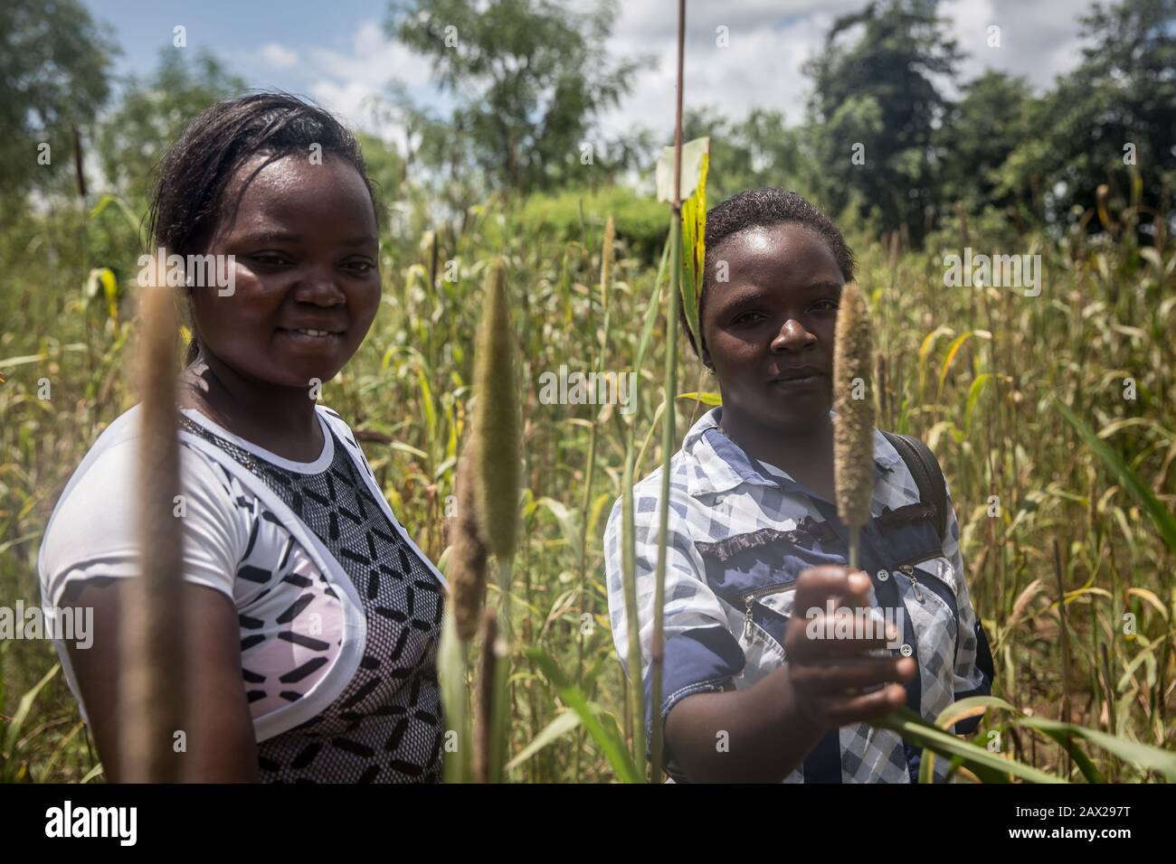 Phides hi-res stock photography and images - Alamy